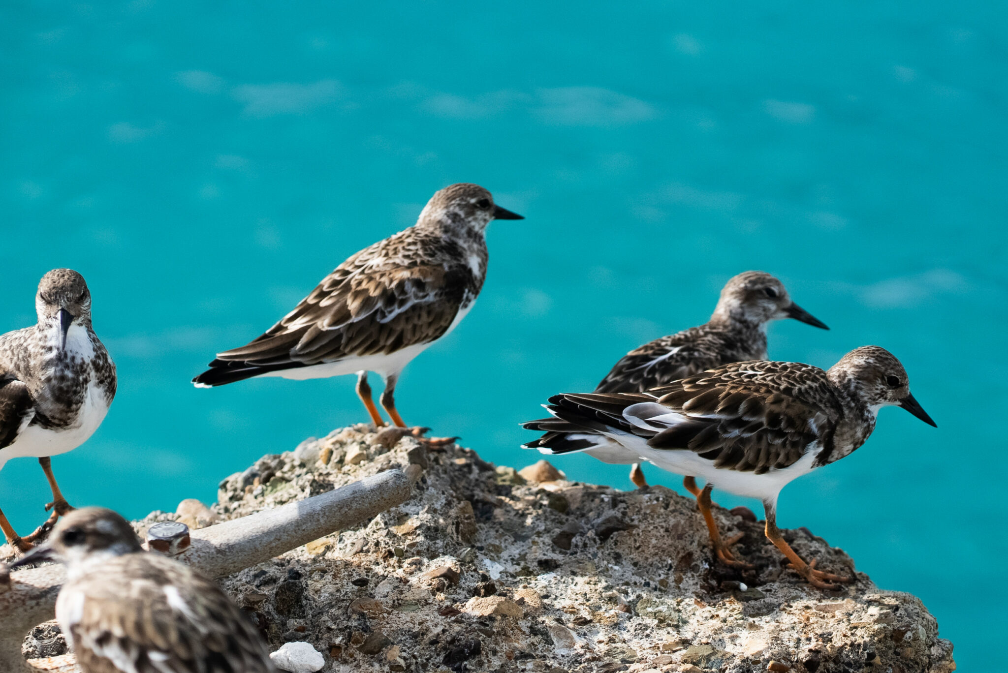 Our Top Things to Do in the Turks & Caicos Islands: A Property Owner's ...